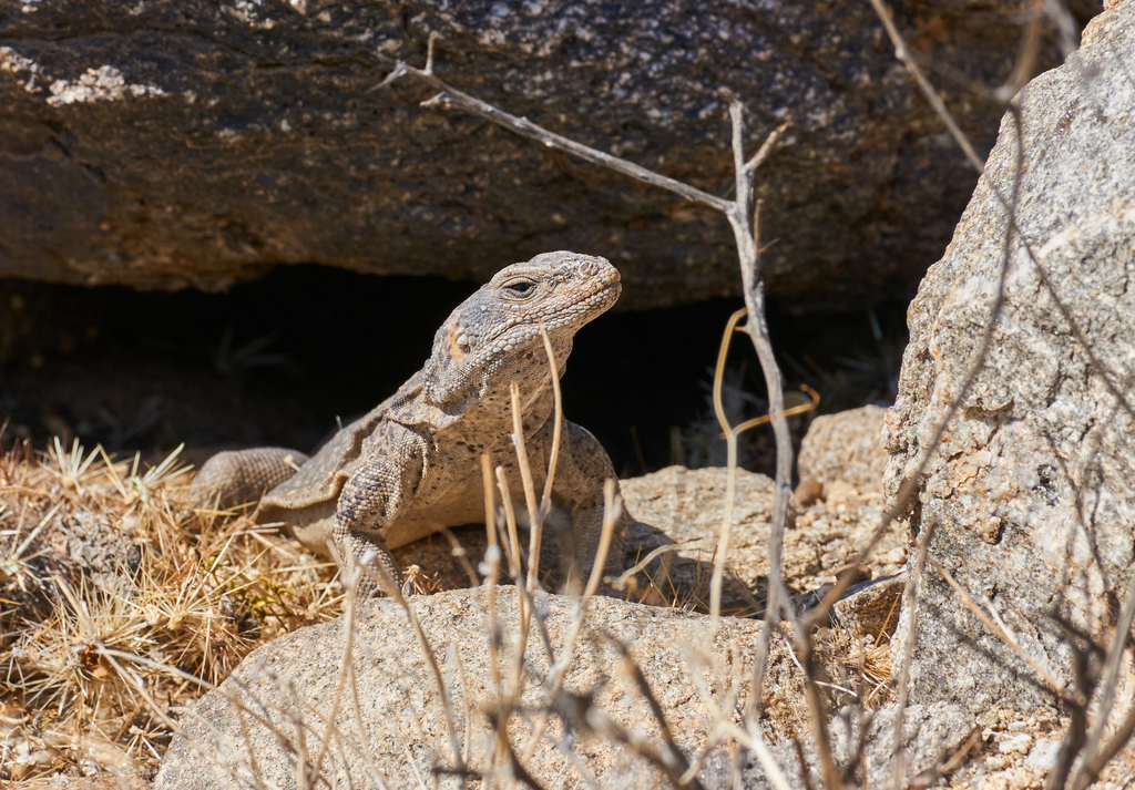 Common Chuckwalla from San Diego County, CA, USA on April 6, 2021 at 10 ...