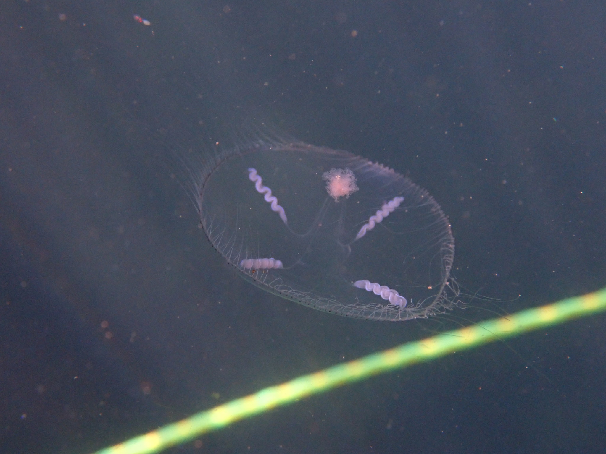 Eutonina indicans (Romanes, 1876)