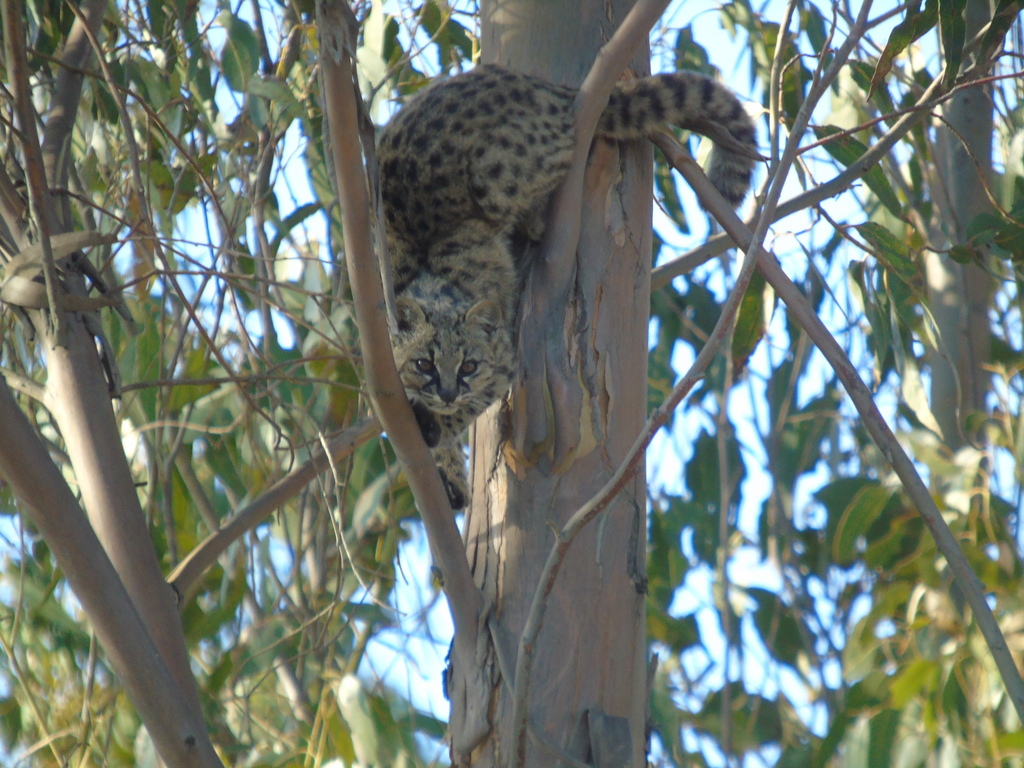 Guiña (Leopardus guigna) - Know Your Mammals
