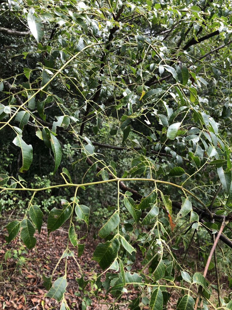Chinaberry from Maroochy Hinterland, Obi Obi, QLD, AU on April 3, 2021 ...