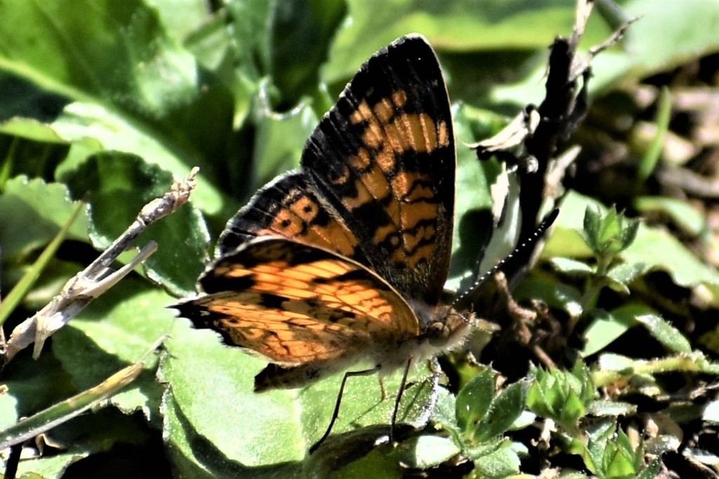 Pearl Crescent from Pinson, AL, USA on April 06, 2021 at 02:04 PM by ...