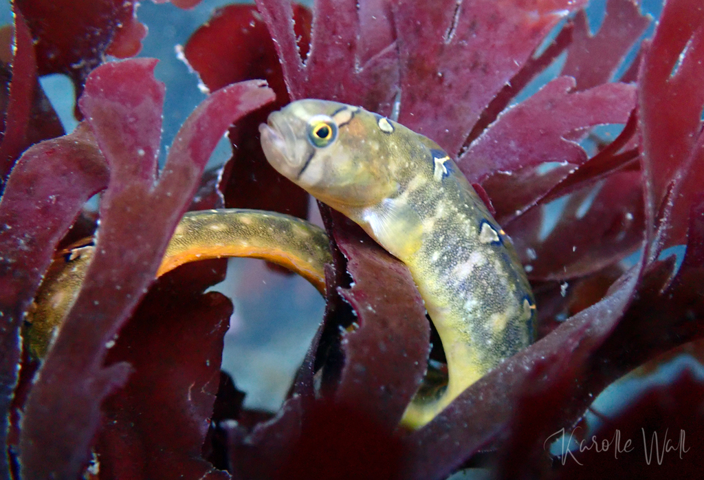 Crescent gunnel (Nearshore Fish of Vashon-Maury Island) · iNaturalist