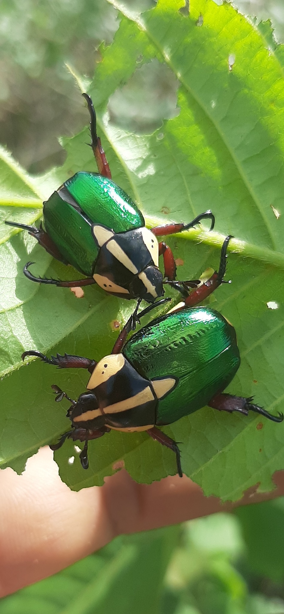 Rutela laeta (Weber, 1801)