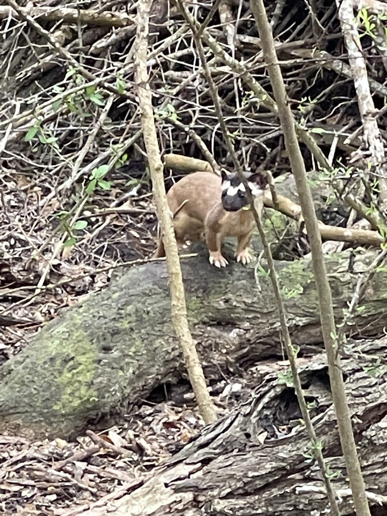 Long-tailed Weasel from Laguna Atascosa National Wildlife Refuge, Los ...