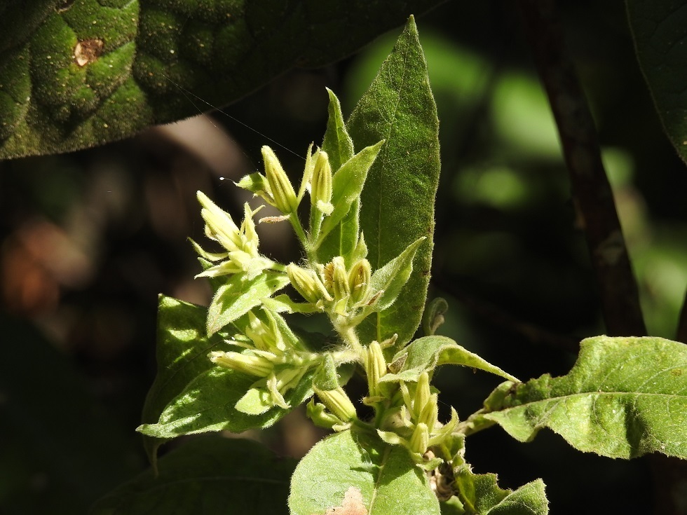Trixis anomala desde Cañón del Sumidero, Tuxtla Gutiérrez, Chiapas ...