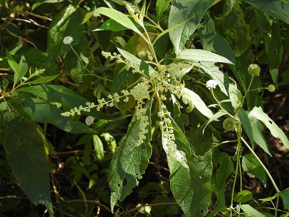 (Buddleja americana) - Botanical Realm