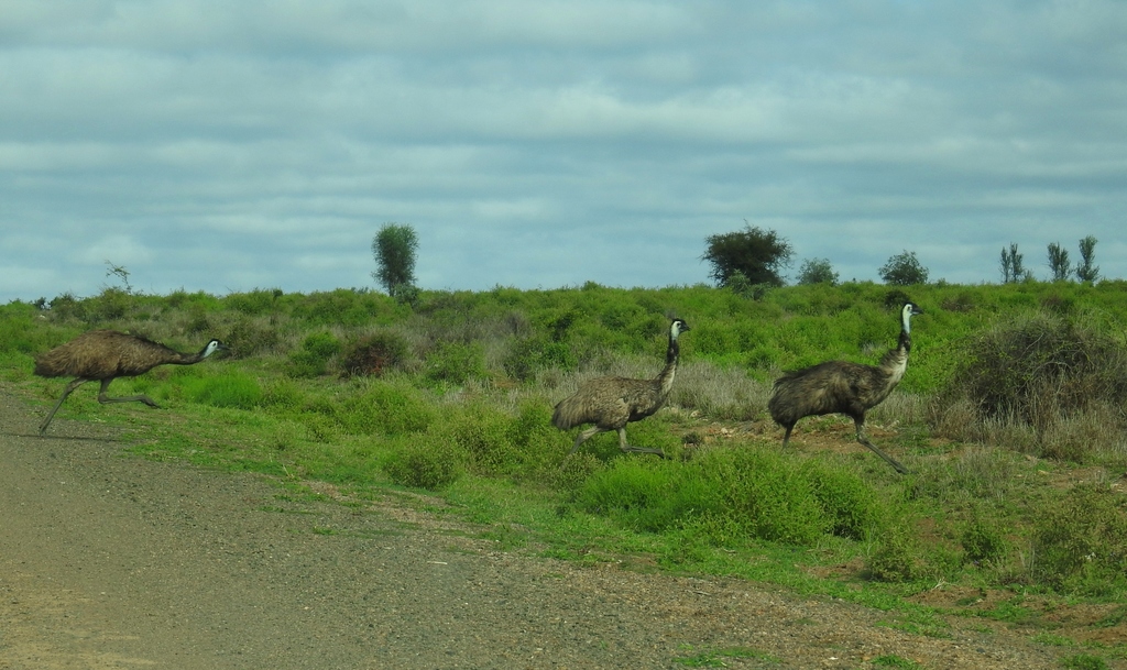 Emu from Broadmere QLD 4420, Australia on April 3, 2021 at 08:58 AM by ...