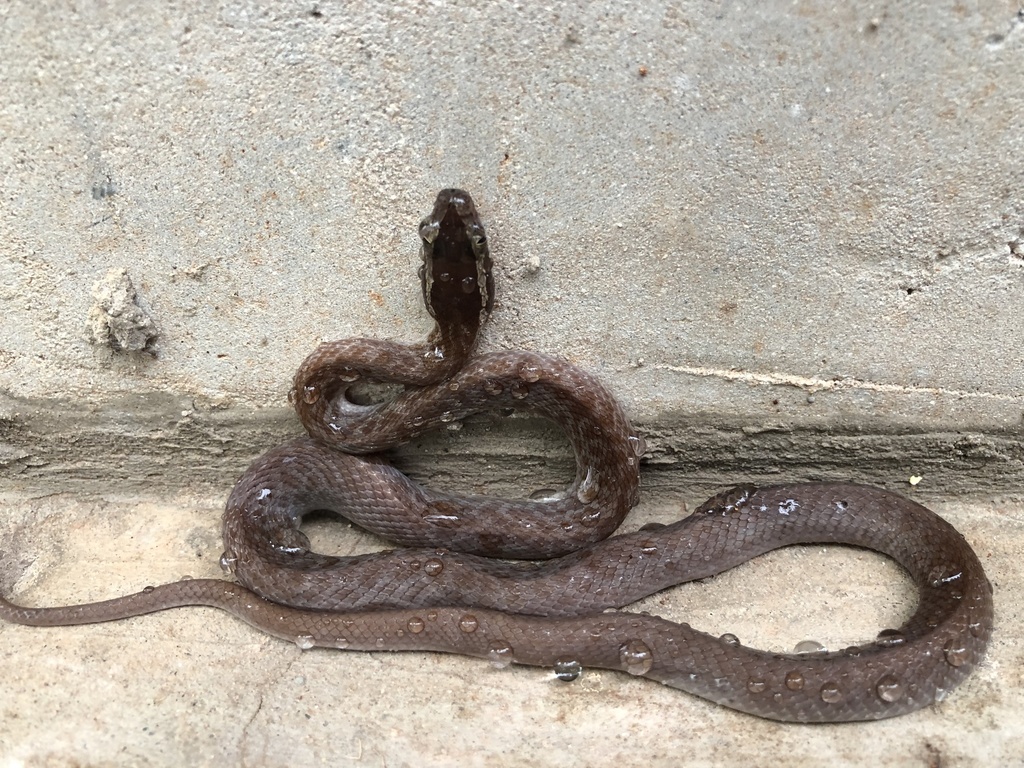 Cape House Snake from Zanzibar, Zanzibar Central/South, TZ on April 07 ...