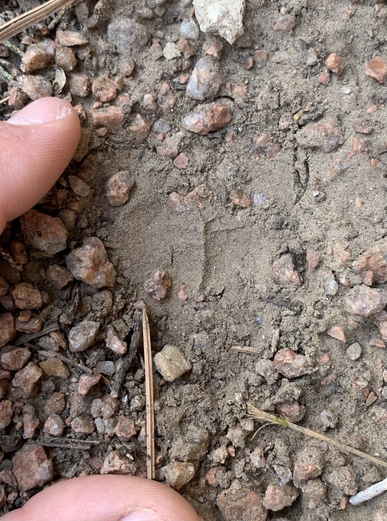 Collared Peccary from Apache-Sitgreaves National Forests, Overgaard, AZ ...