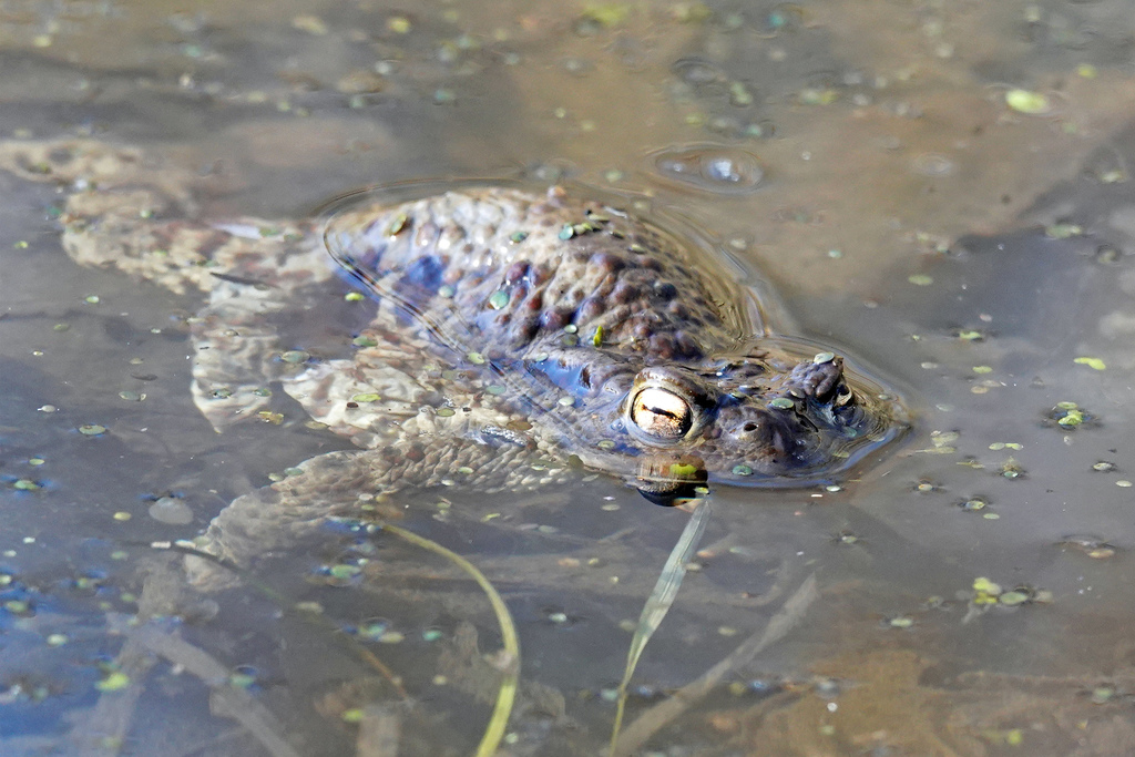 European Toad from Löbervorstadt, Erfurt, Deutschland on March 29, 2021 ...