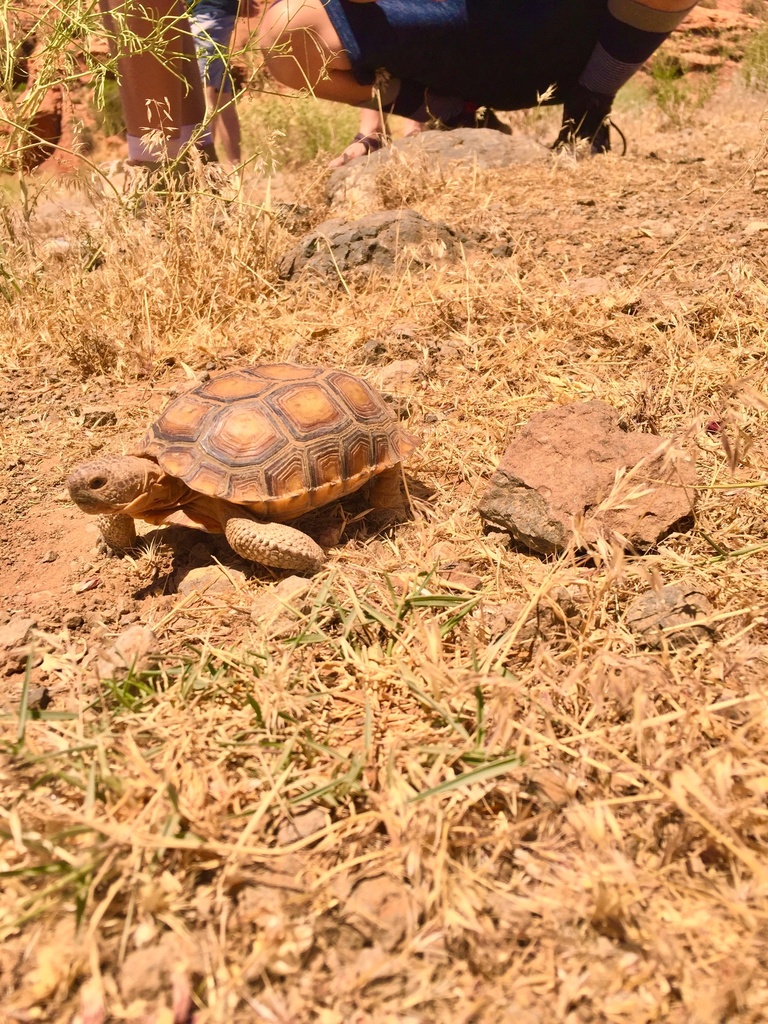 Mojave Desert Tortoise in June 2020 by finnegan-the-herper · iNaturalist