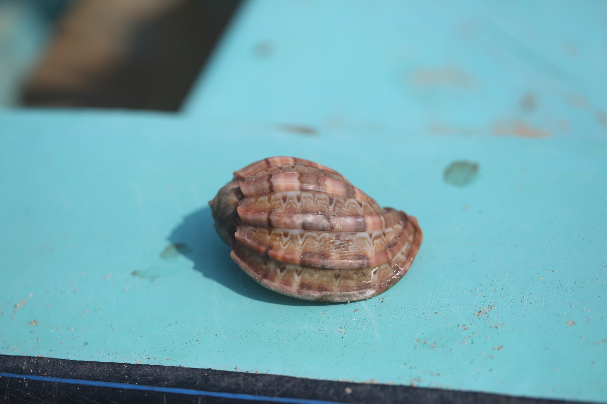 Harpa davidis Röding, 1798