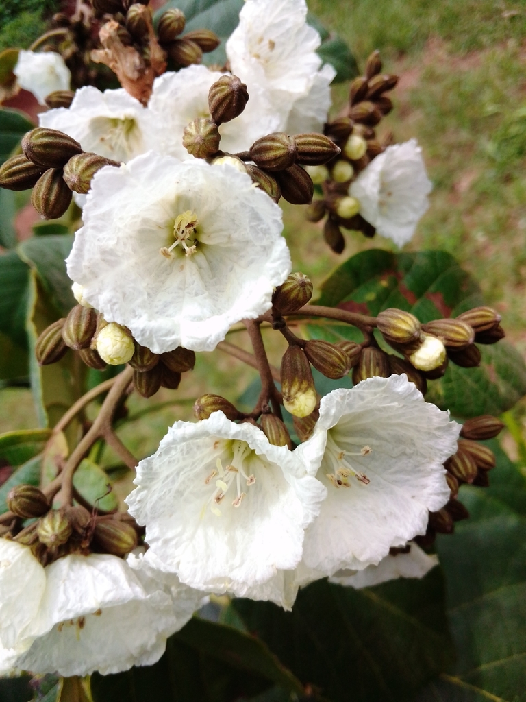 East African Cordia from Kibale National Park, Burahya, UG-BR, UG on ...