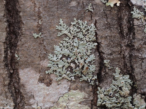 Smooth Eyelash Lichen (Local Fungi of NWFL) · iNaturalist