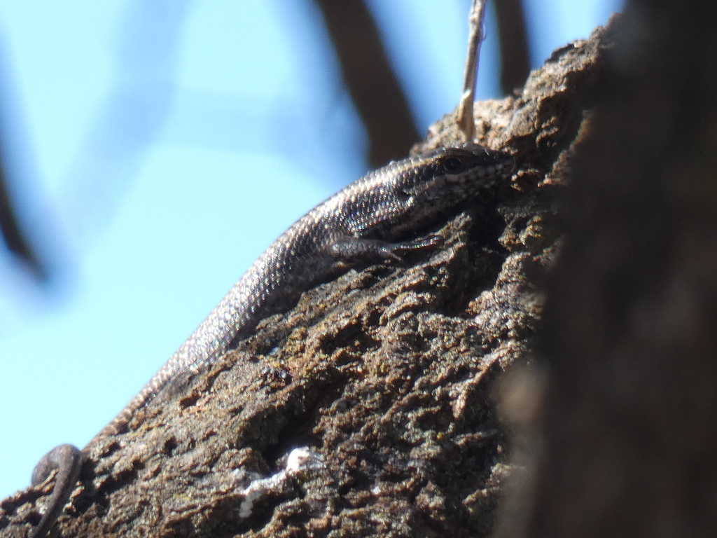 Kalahari Tree Skink from Mosu Lodge, Mokala National Park on April 4 ...