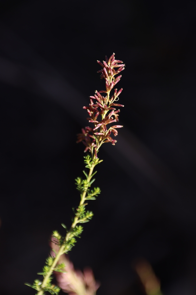 Sifton Bush from High Camp VIC 3764, Australia on April 05, 2021 at 04: ...