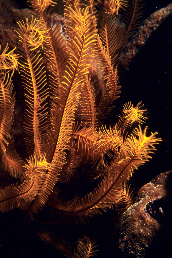 Golden Crinoid from Dominica on October 17, 1996 at 01:52 PM by Beat ...