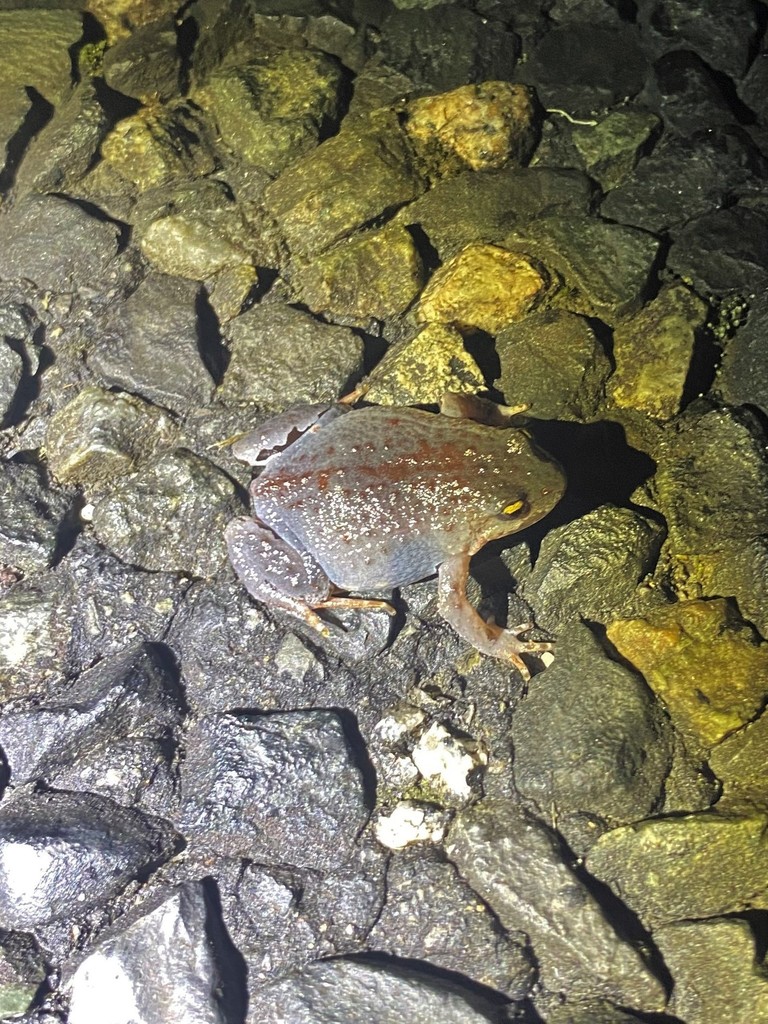 Southern Smooth Frog from Pegarah TAS 7256, Australia on March 22, 2021 ...