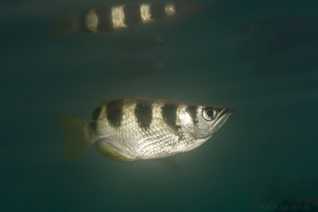 Archer Fish Habitat