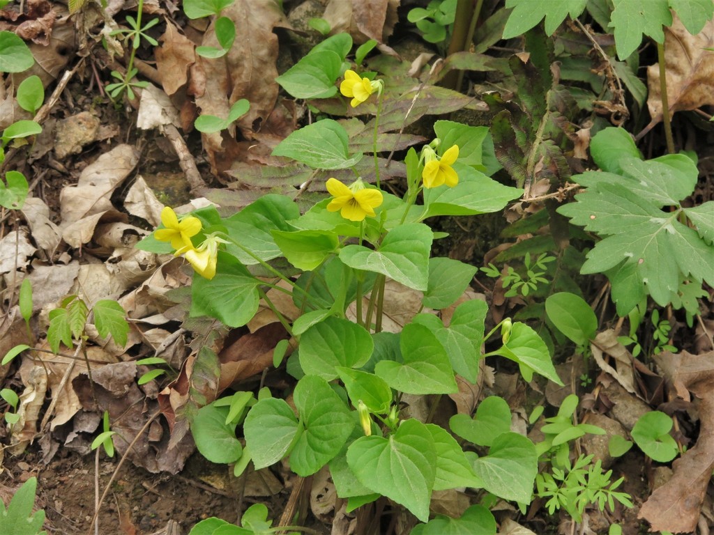 Smooth Yellow Violet (101 Native Plants of the Nature Access Trail ...
