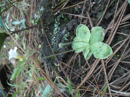 Pinguicula sharpii (Pinguicula sharpii)
