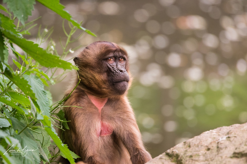 Gelada (Theropithecus gelada) - Know Your Mammals