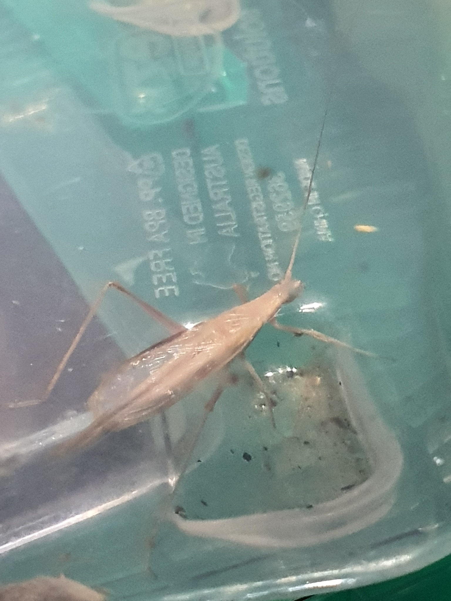 Oecanthus rufescens Serville, 1838