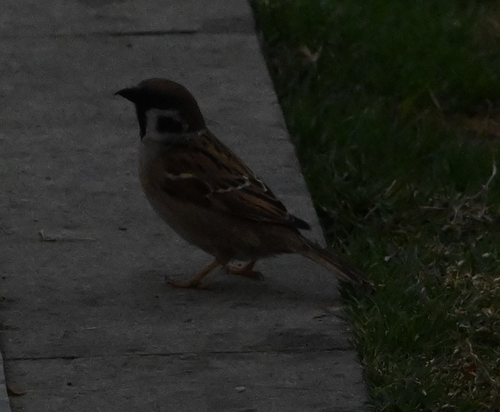 Eurasian Tree Sparrow from Chengdu, Sichuan, China on March 25, 2021 at ...