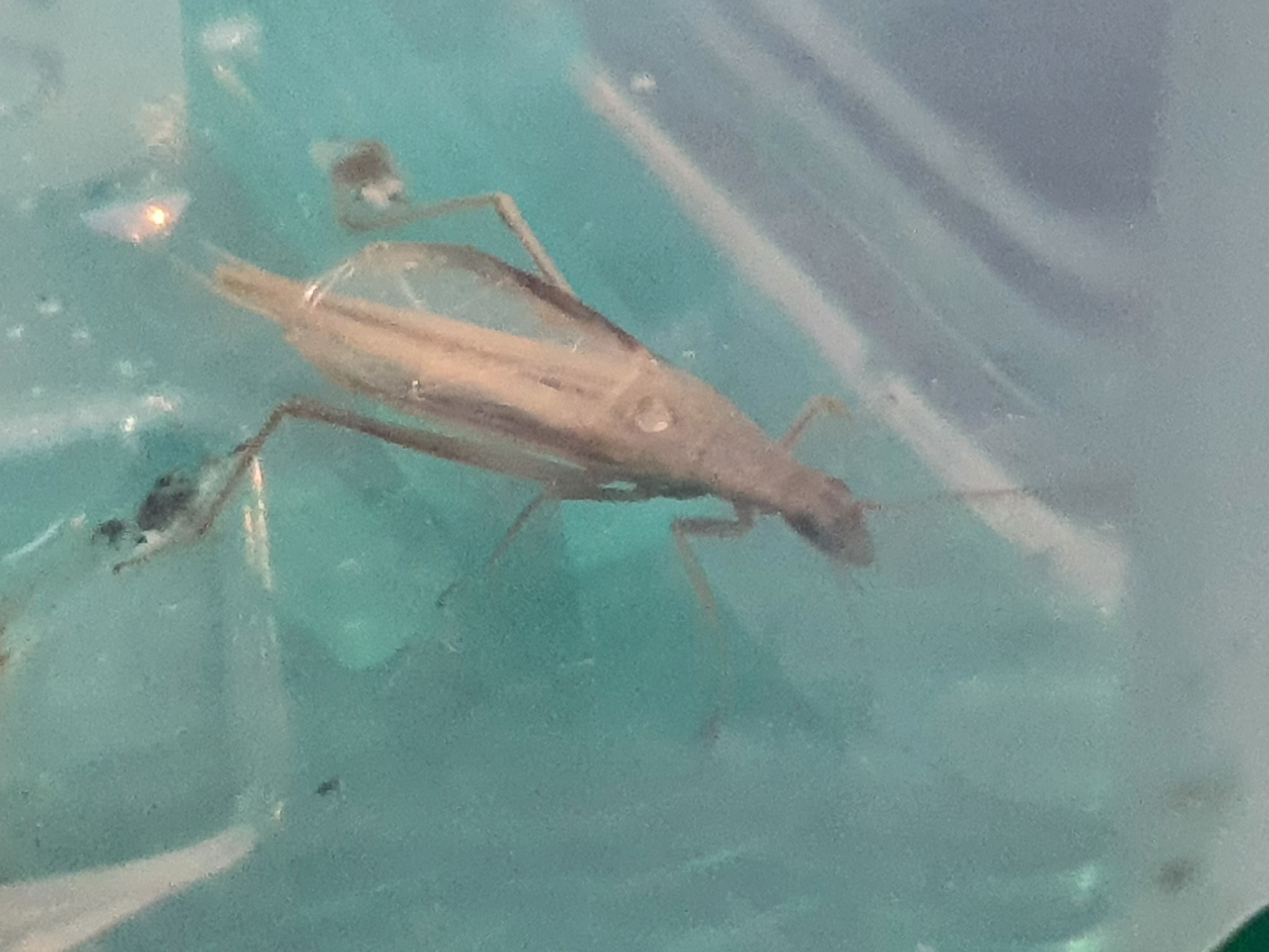 Oecanthus rufescens Serville, 1838