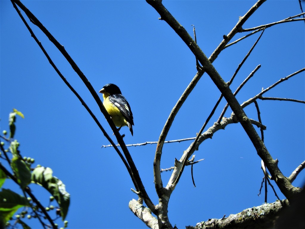 Lesser Goldfinch from Titiribí, Antioquia, Colombia on October 17, 2017 ...