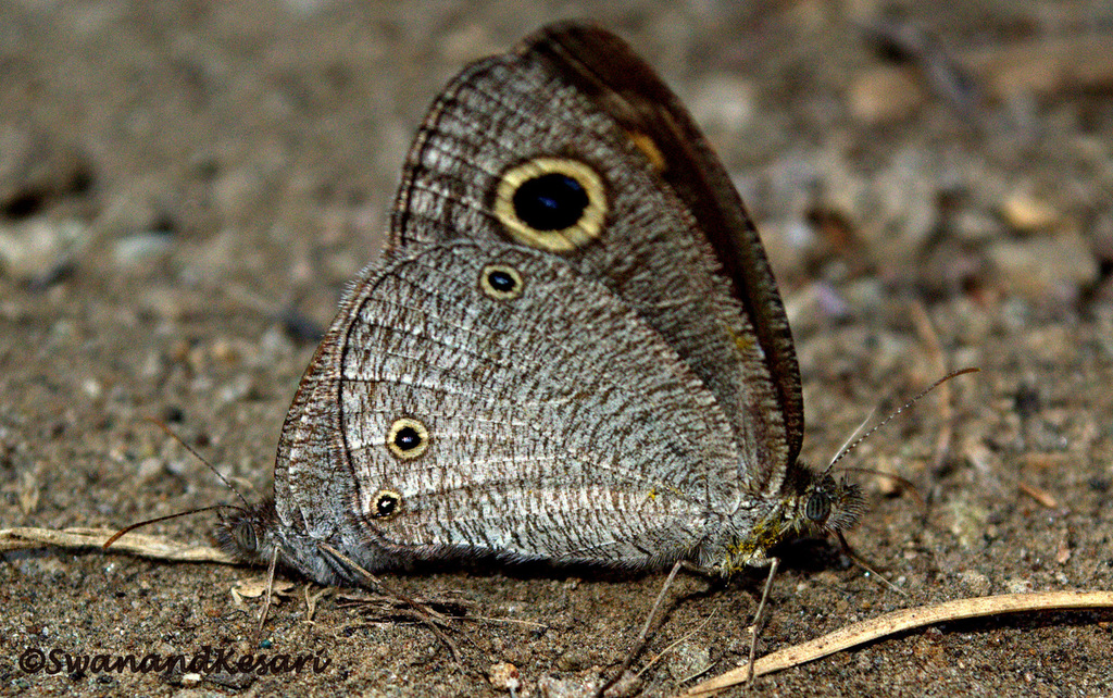 Common Three-ring (Moths and Butterflies of the Mfolozi River catchment ...