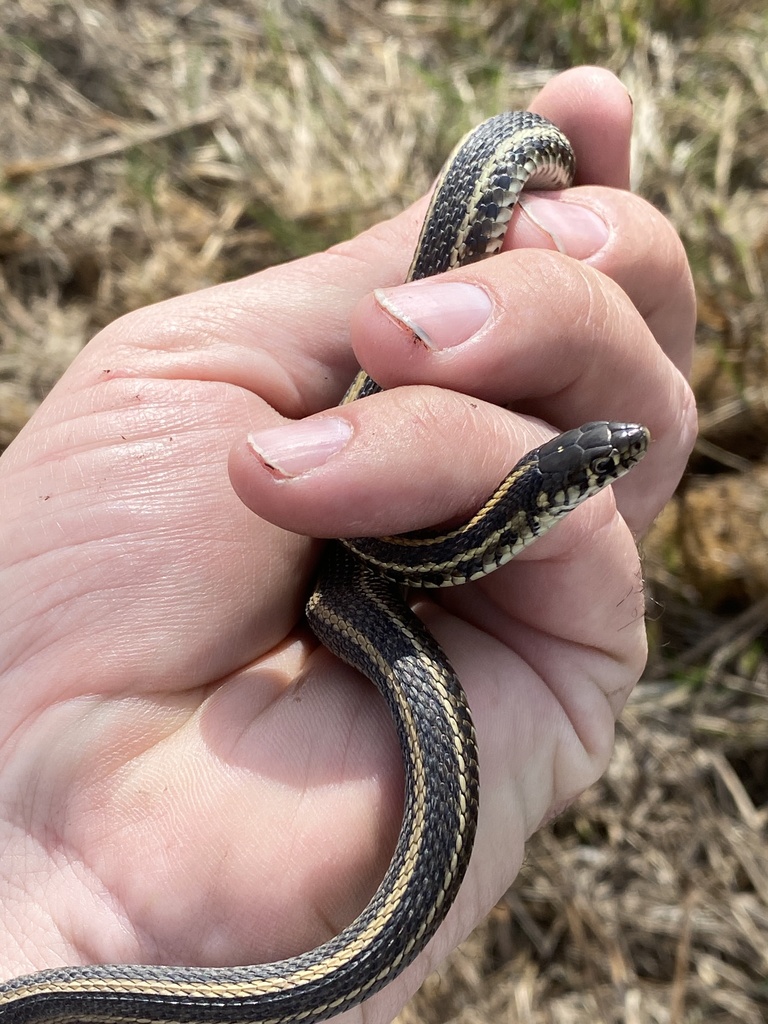 Plains Garter Snake in April 2021 by Jeff Skrentny · iNaturalist