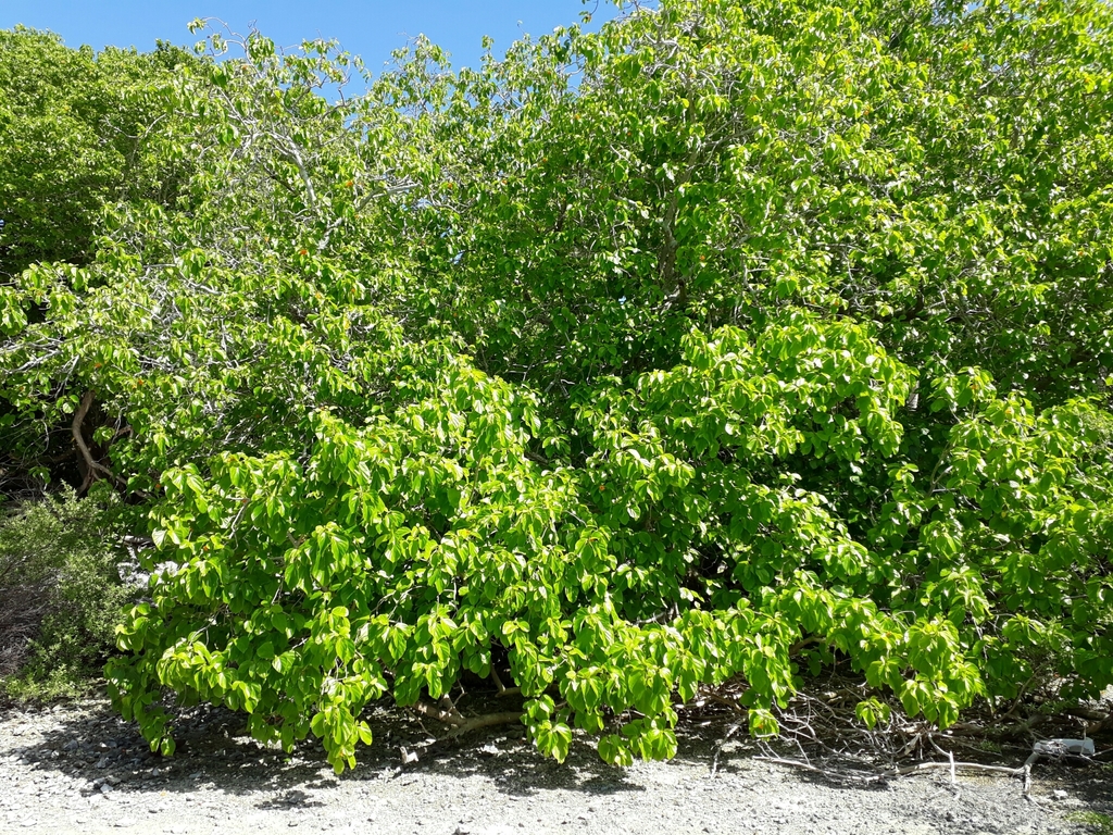 Kerosene Tree (Cordia subcordata) - Botanical Realm