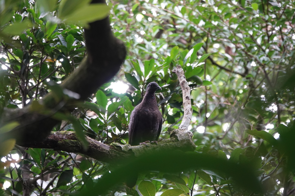 Japanese Wood-Pigeon (Japanese) in April 2021 by alexsu · iNaturalist