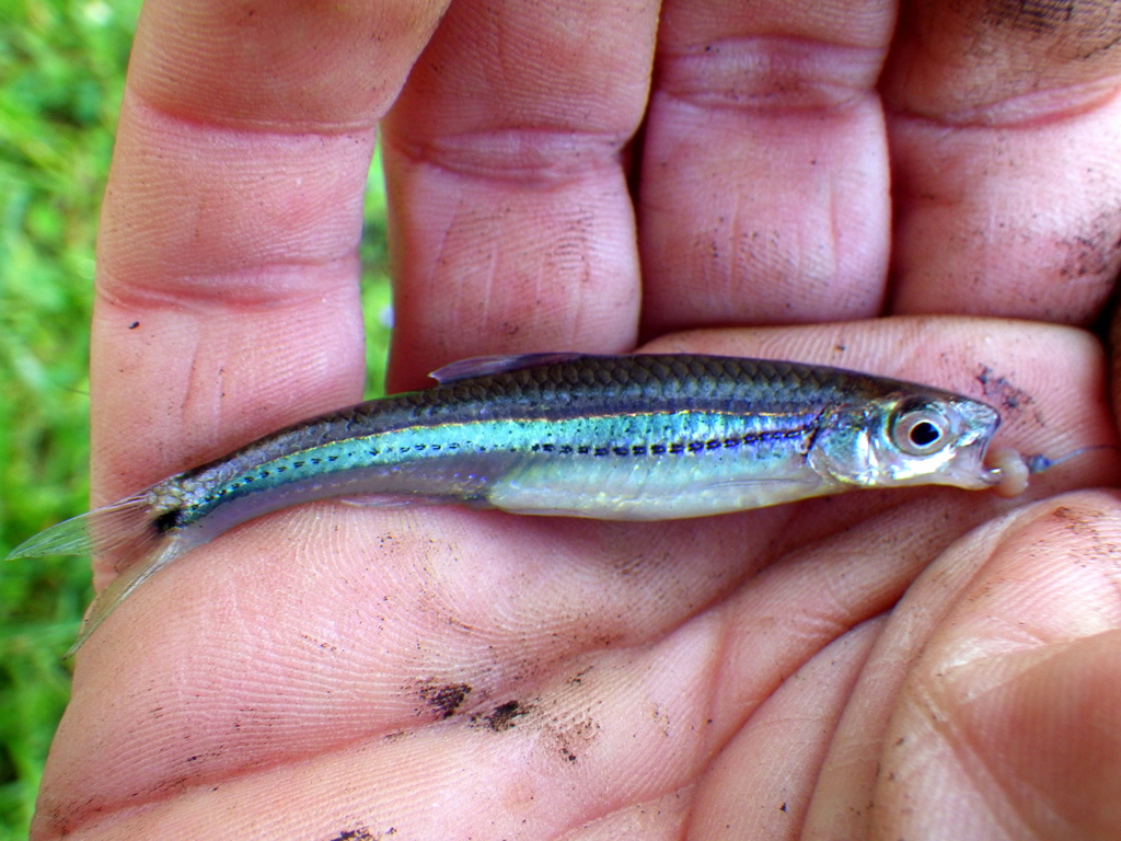 Tennessee Shiner from Scott County, VA, USA on May 02, 2014 at 08:57 AM ...