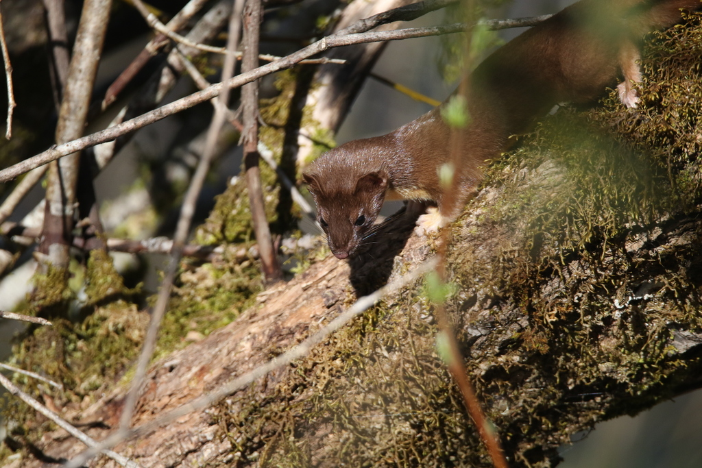 Long-tailed Weasel from Thurston County, WA, USA on April 5, 2021 at 10 ...