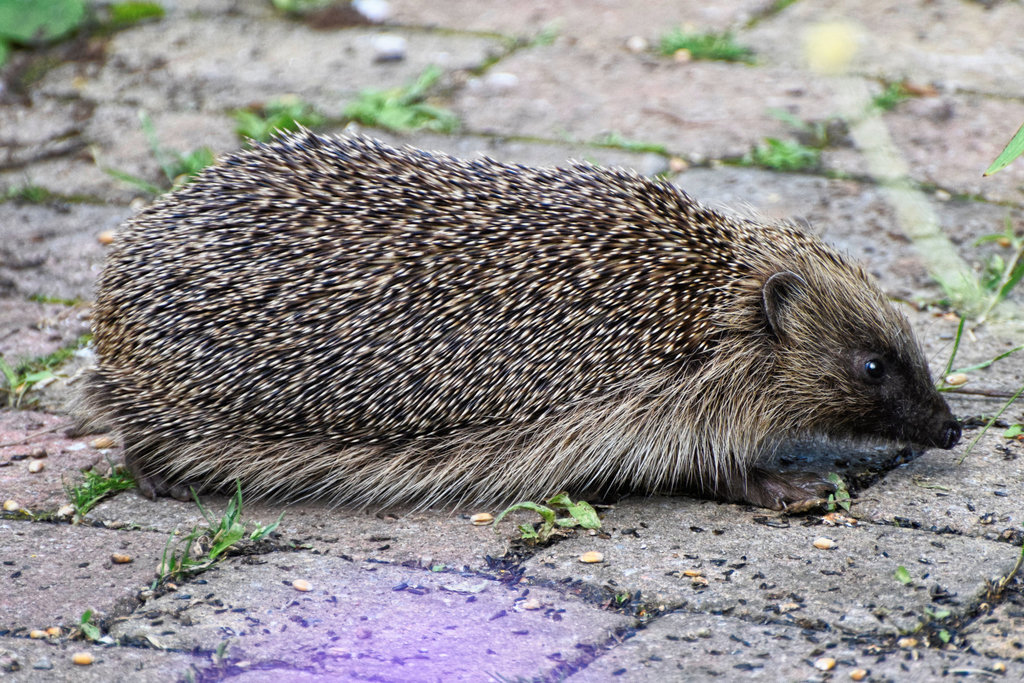 Common Hedgehog (Erinaceus europaeus) - Know Your Mammals