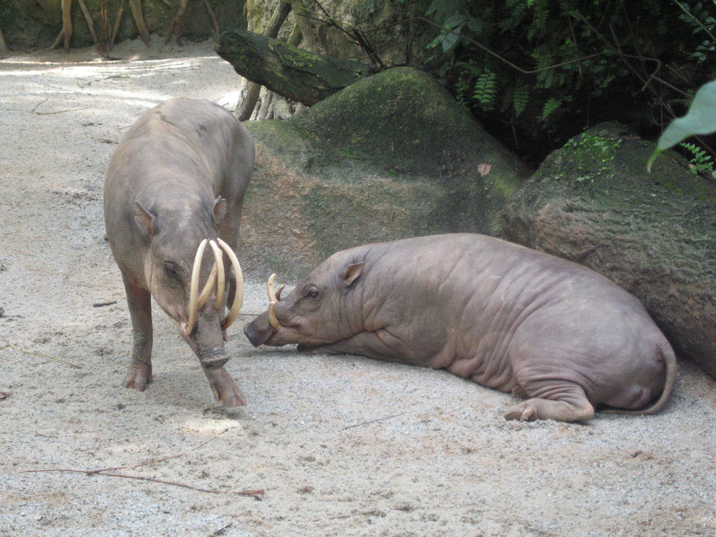 Sulawesi Babirusa (Babyrousa celebensis) - Know Your Mammals