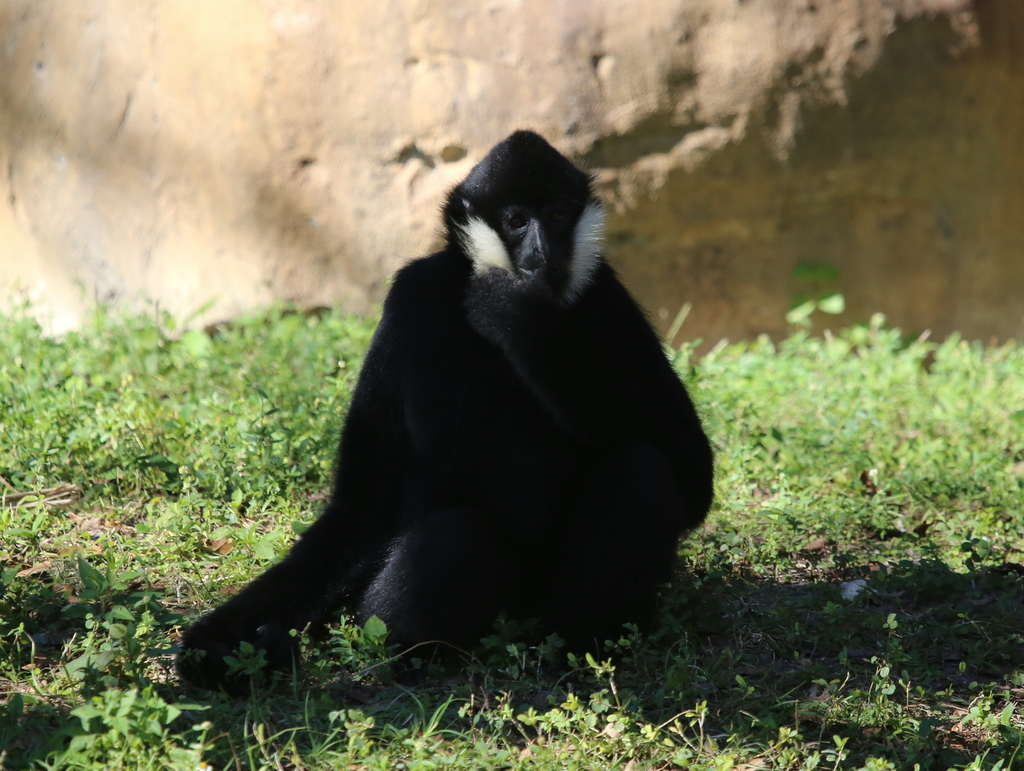 Northern White-cheeked Gibbon (Nomascus leucogenys) - Know Your Mammals