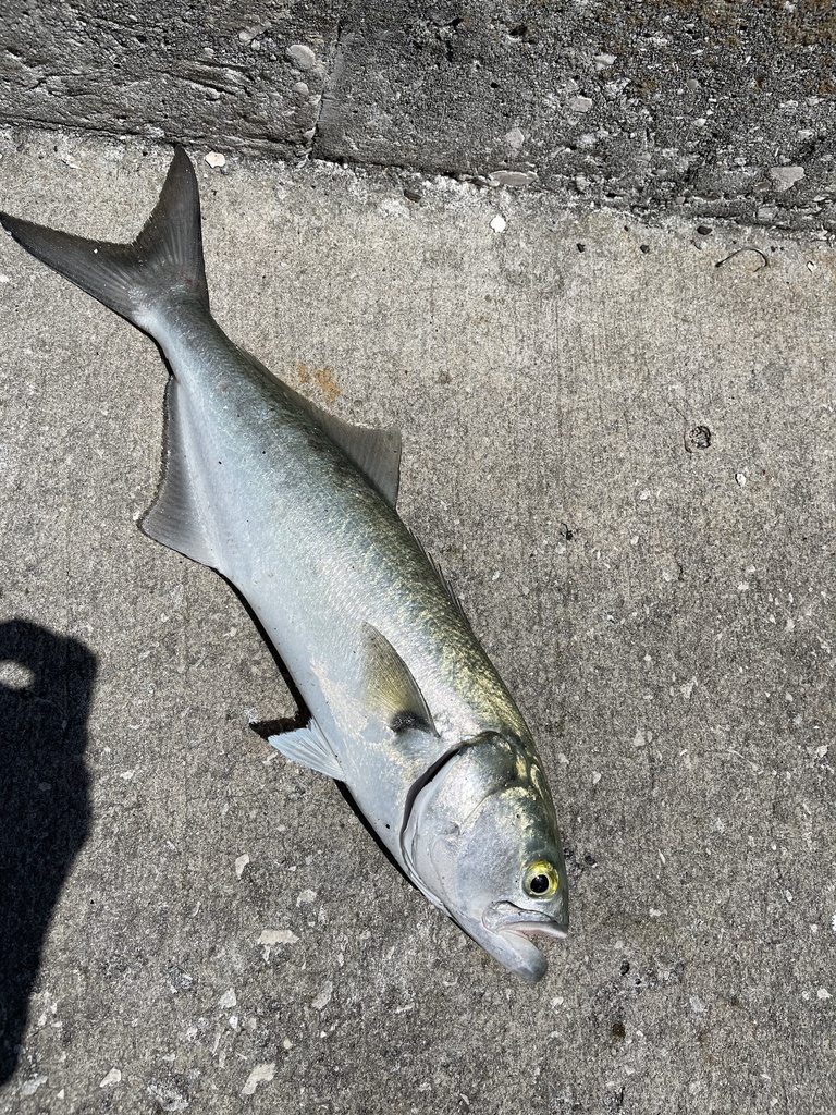 Bluefish from Tampa Bay, FL, US on April 7, 2021 at 01:26 PM by ...