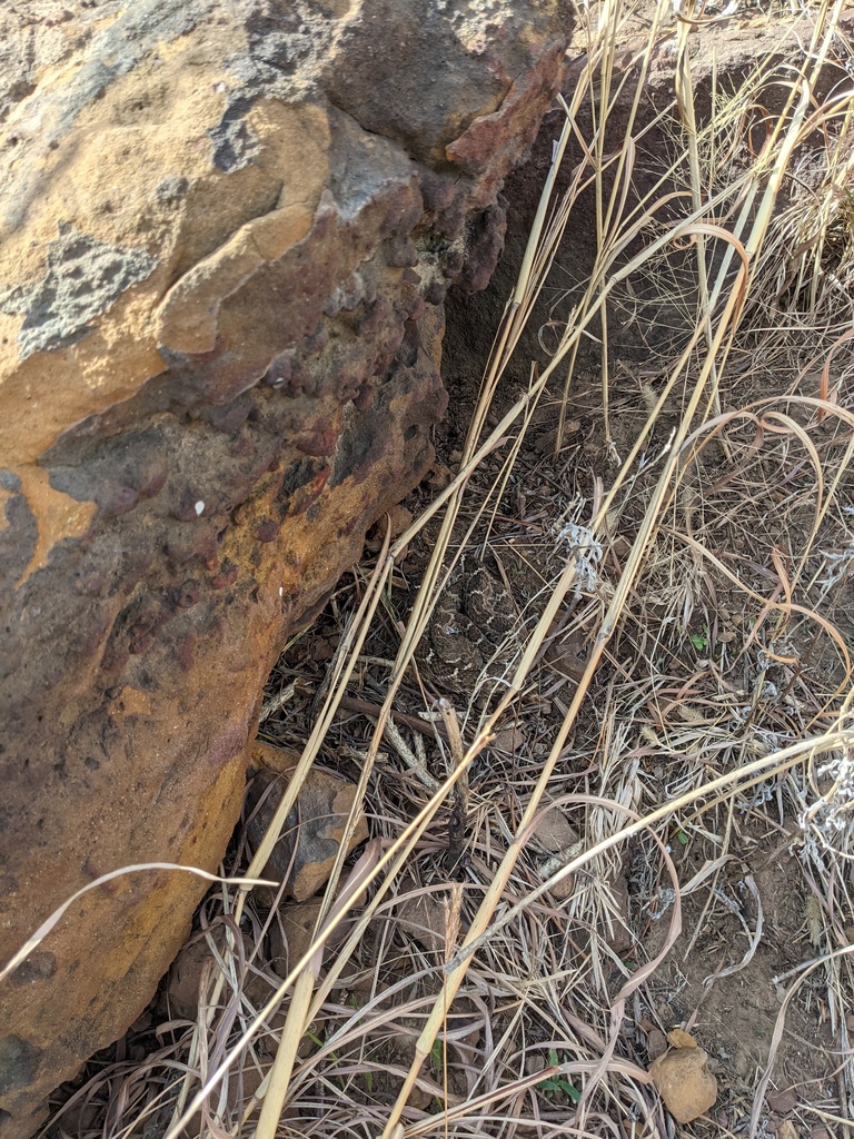 Western Diamond-backed Rattlesnake from Ellsworth County, KS, USA on ...