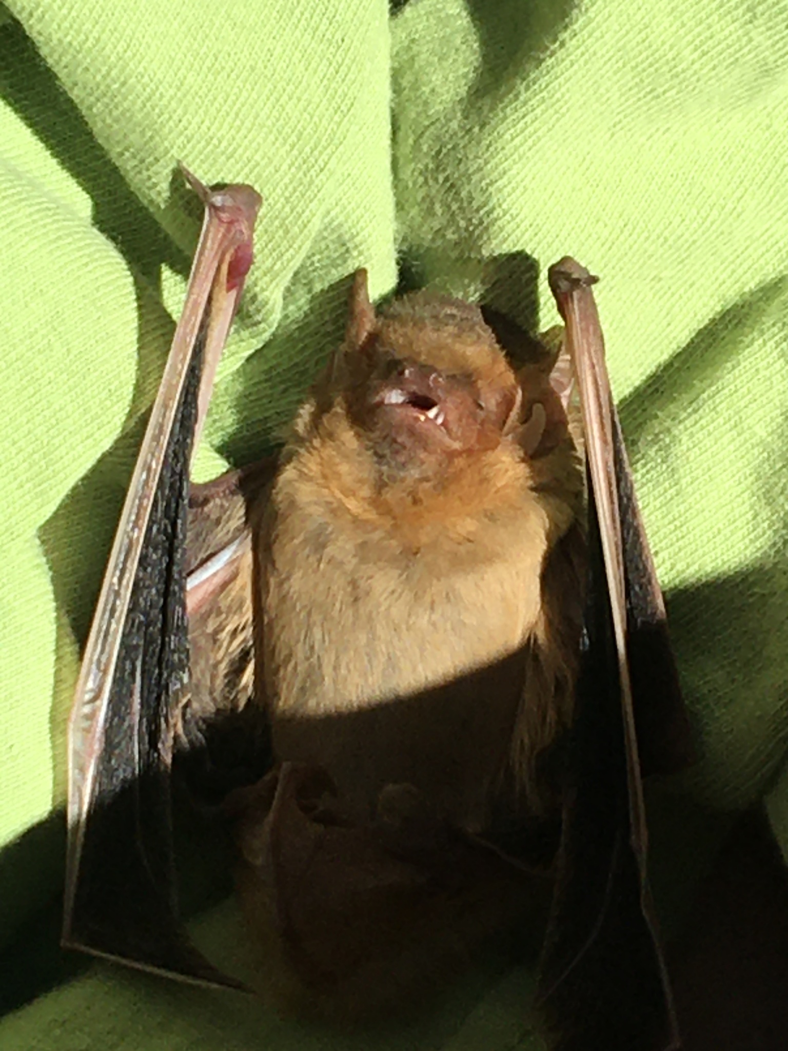 Lasiurus xanthinus (Thomas, 1897)