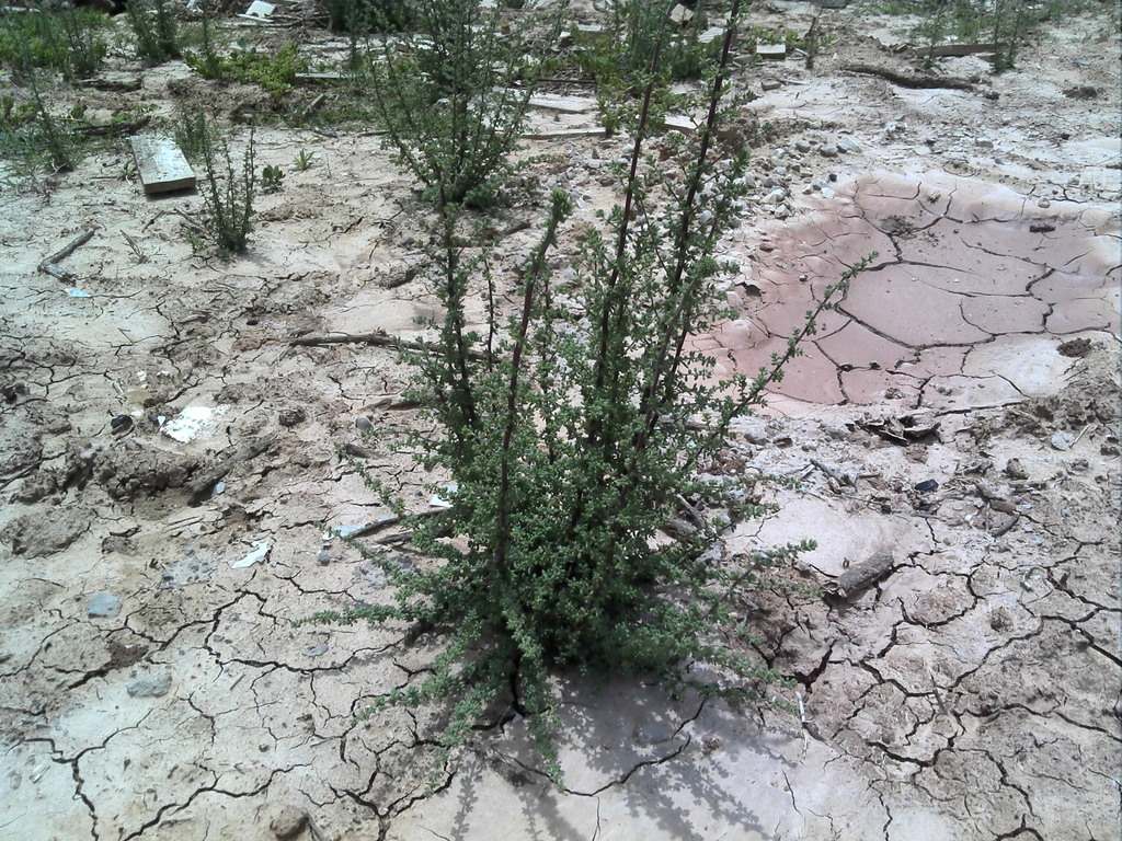 Short-leaf Bluebush from Cape Road Industrial, Uitenhage, 6229, South ...