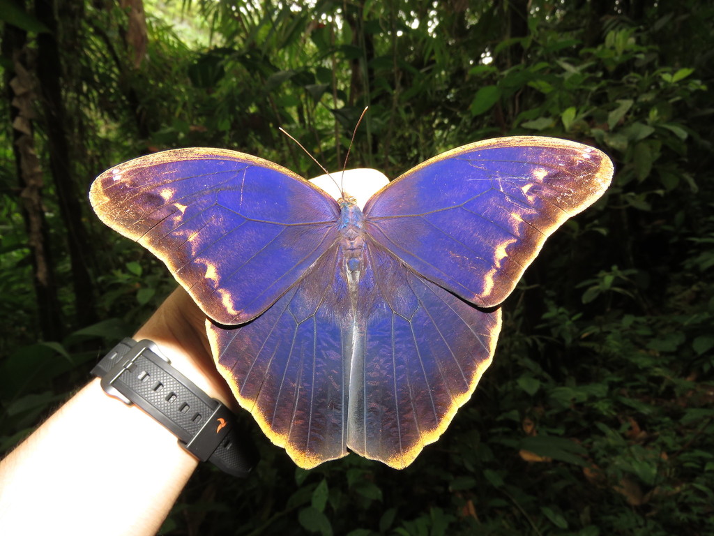 Eryphanis zolvizora (Mariposas diurnas de Supatá) · iNaturalist