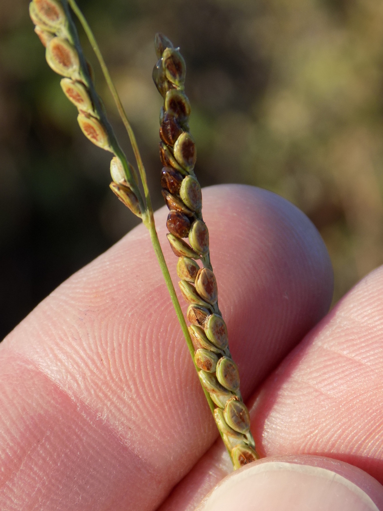 Brownseed Paspalum (Nash Prairie Plants List) · iNaturalist