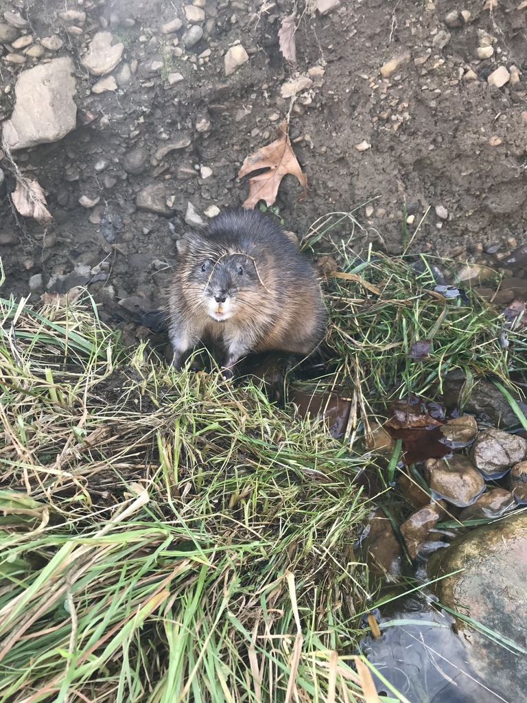 Muskrat from Pendleton County, WV, USA on January 14, 2021 at 11:51 AM ...