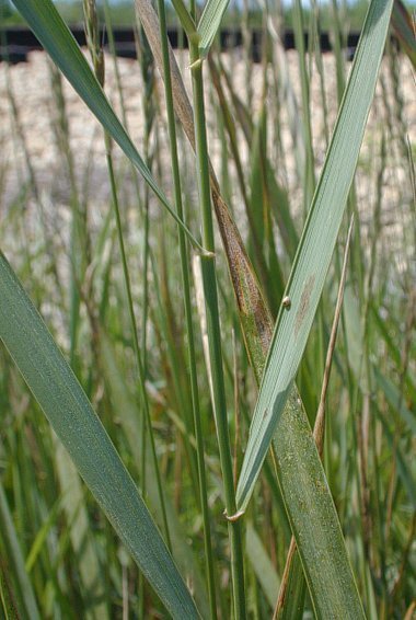 Quack Grass (Plants of Lathrop State Park) · iNaturalist