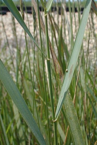 Quack Grass (Plants of Lathrop State Park) · iNaturalist