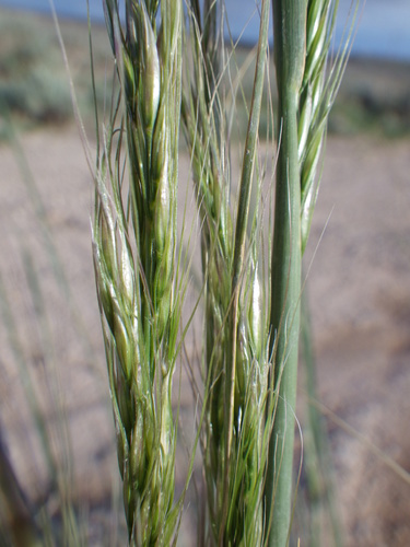 Green Needlegrass (Plants of Lathrop State Park) · iNaturalist