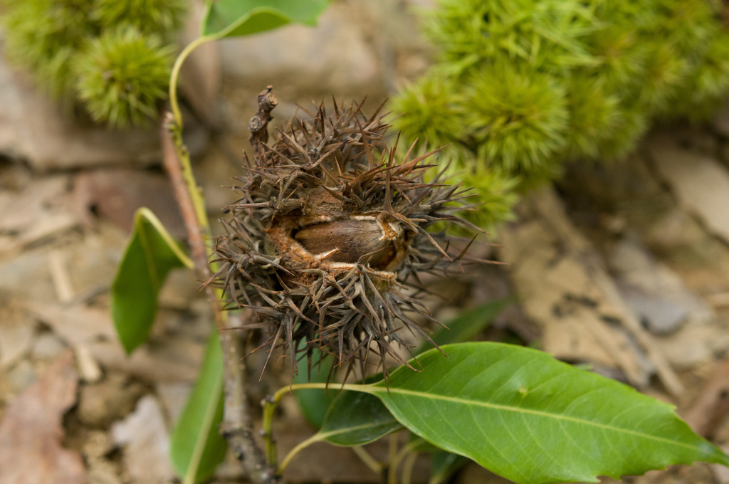 (Castanopsis chinensis) - Botanical Realm